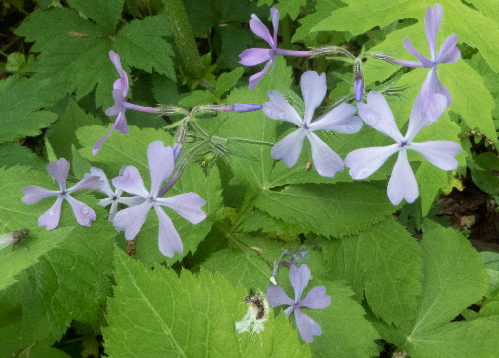 blue phlox from Warren County, OH, USA on May 10, 2019 at 12:57 PM by ...