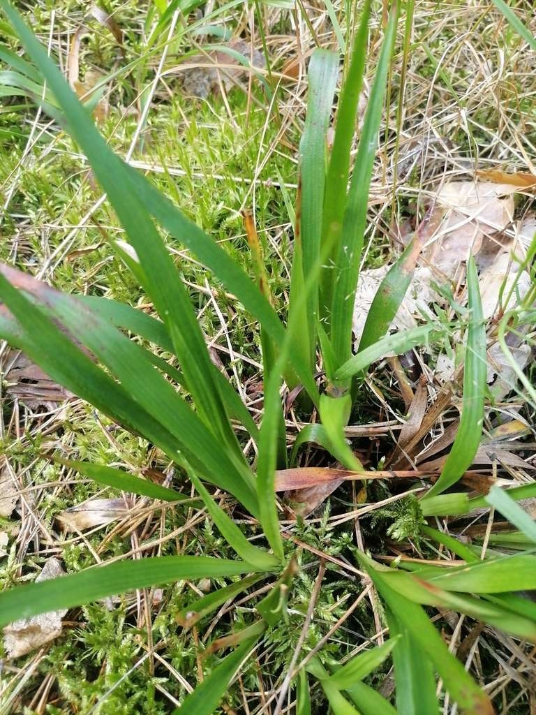 Hairy Woodrush from Brest, BY-BR, BY on July 15, 2022 at 03:31 PM by ...