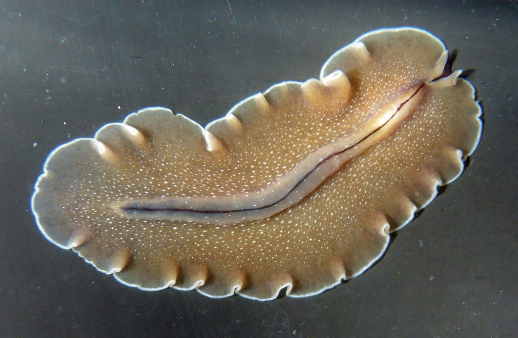 White Flatworm (Polyclad flatworms of California) · iNaturalist