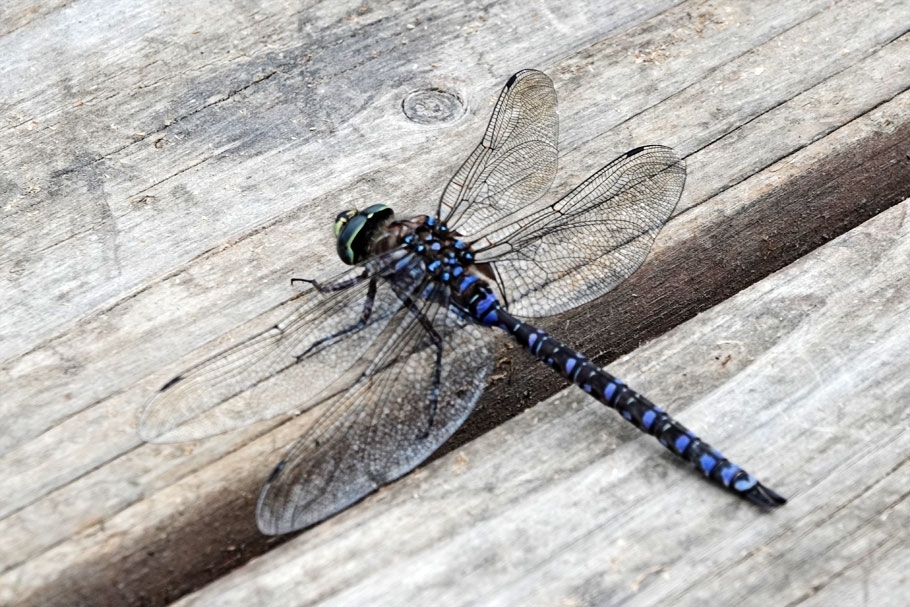 Aeshna eremita Scudder, 1866