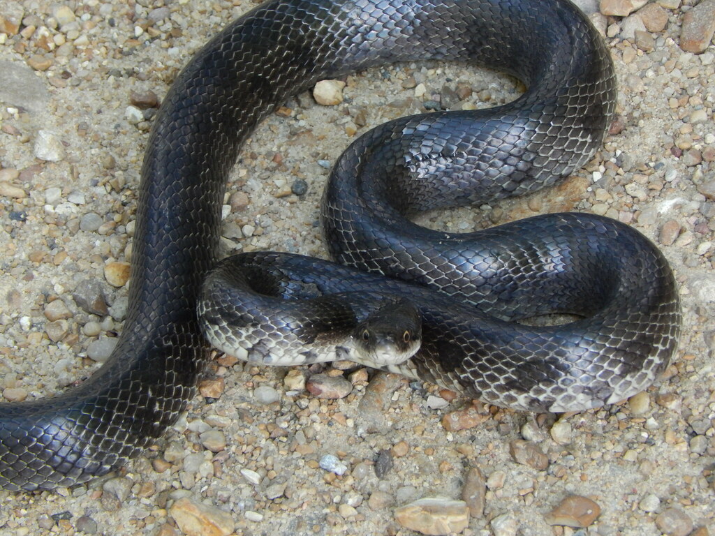 Prairie Kingsnake from La Salle Parish, LA, USA - Zimmer Creek Road on ...