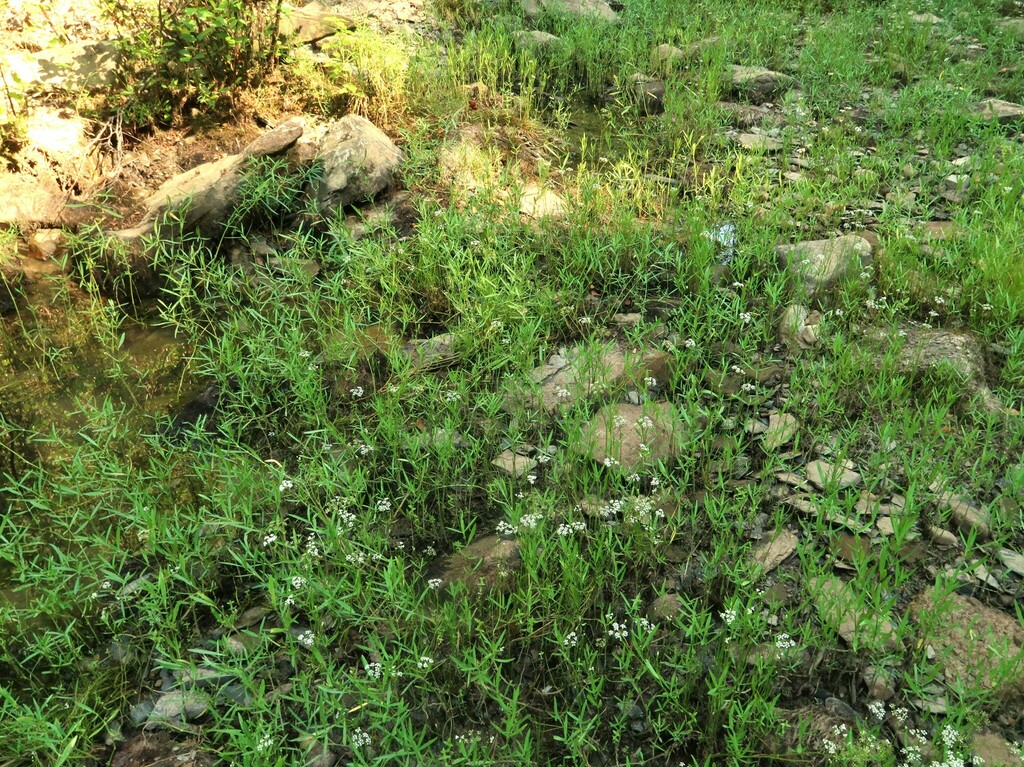 harperella in July 2022 by jim_keesling · iNaturalist