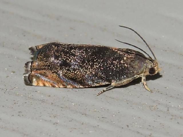 Hickory Shuckworm Moth in July 2022 by privatenoaccess · iNaturalist