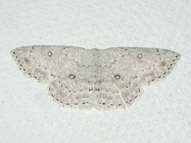 Sweetfern Geometer Moth in July 2022 by privatenoaccess · iNaturalist