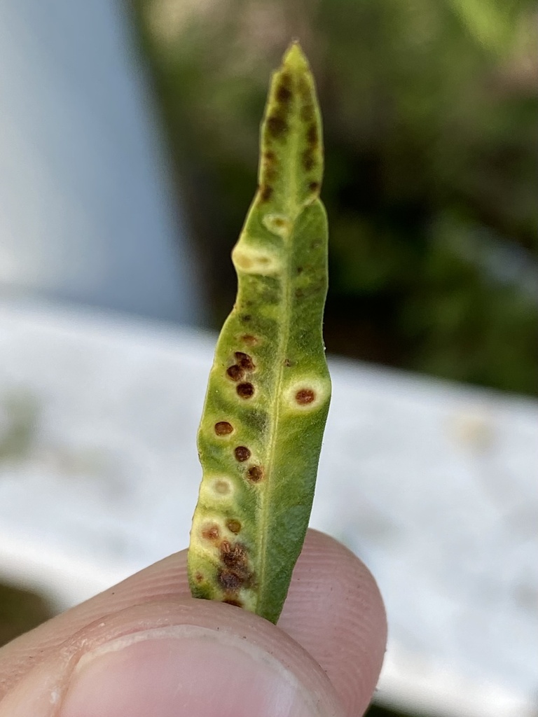 Peppertree Psyllid from Santa Catalina Island, Avalon, CA, US on July ...