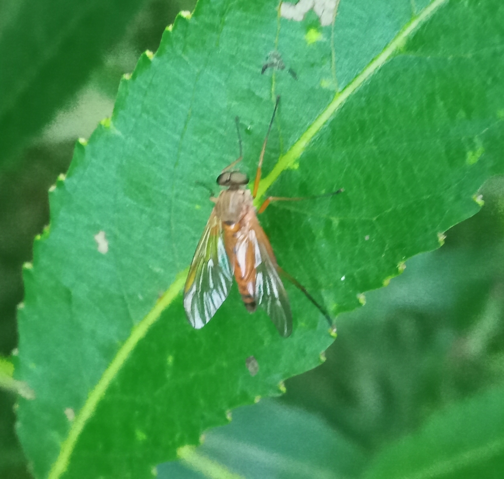 Marsh Snipe Fly from Новгородская обл., Россия, 173520 on July 16, 2022 ...