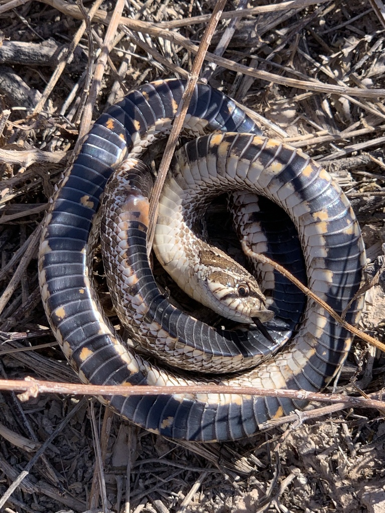 Plains Hognose Snake in July 2022 by Joel Hernandez. It really didn’t ...