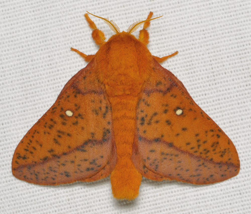 Spiny Oakworm Moth from Maplesville, AL, USA on July 11, 2018 at 11:11 ...