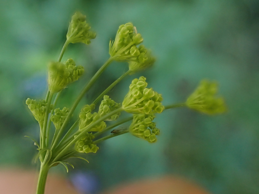Apioideae from Kootenay Boundary, BC, Canada on July 15, 2022 at 02:26 ...