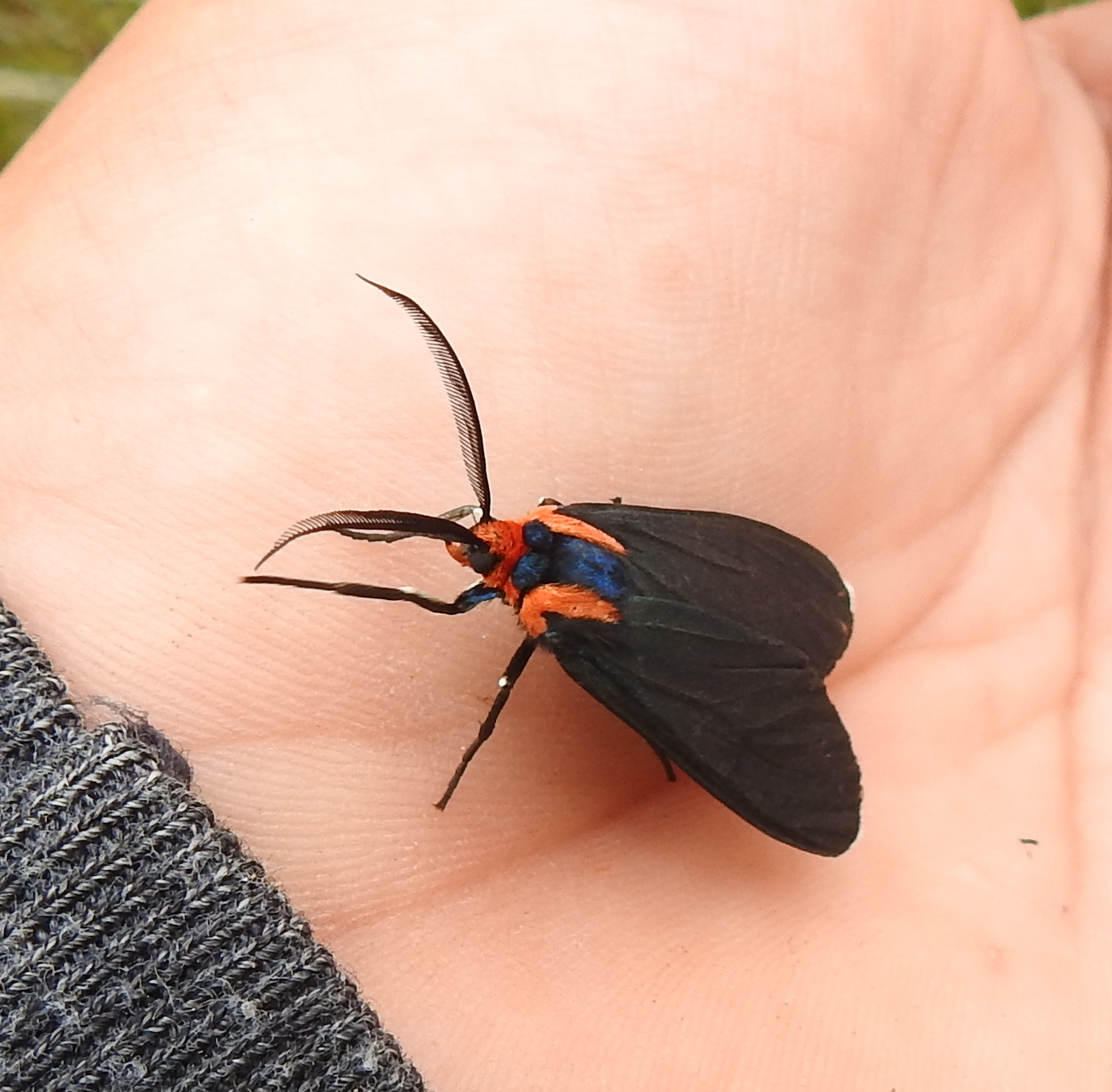 Ctenucha rubroscapus Ménétriés, 1857
