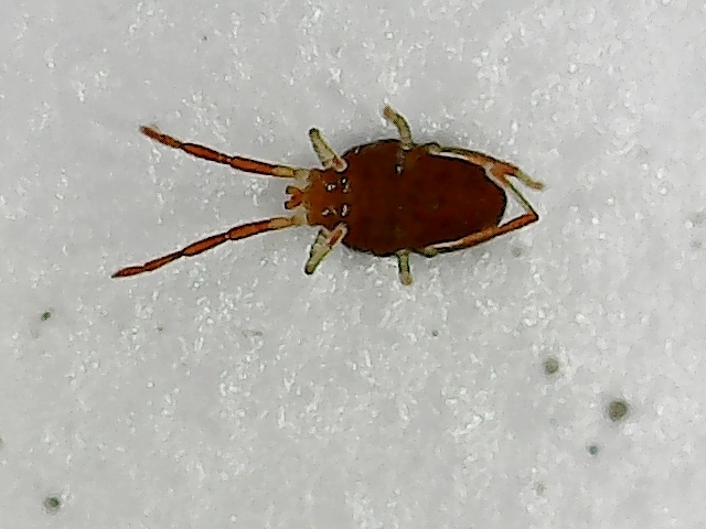 Bryobia from Upper Canal, Indianapolis, IN 46202, USA on July 16, 2022 ...