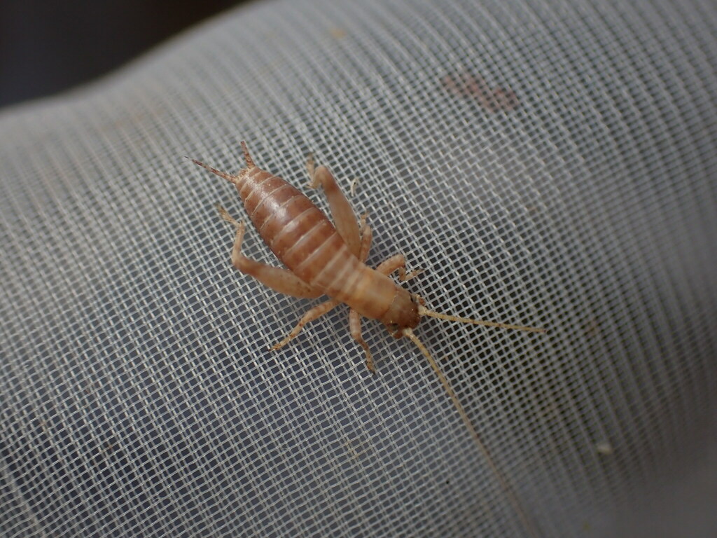 Hairy Scale-cricket from 13790 Rousset, France on July 16, 2022 at 06: ...