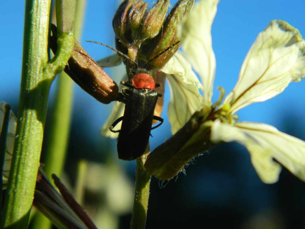 Soldier Beetles from Las Victorias, San Carlos de Bariloche, Río Negro ...