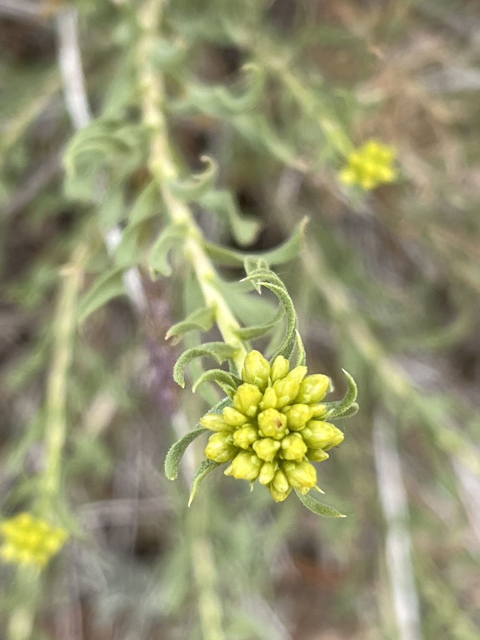 Chrysothamnus viscidiflorus subsp. viscidiflorus