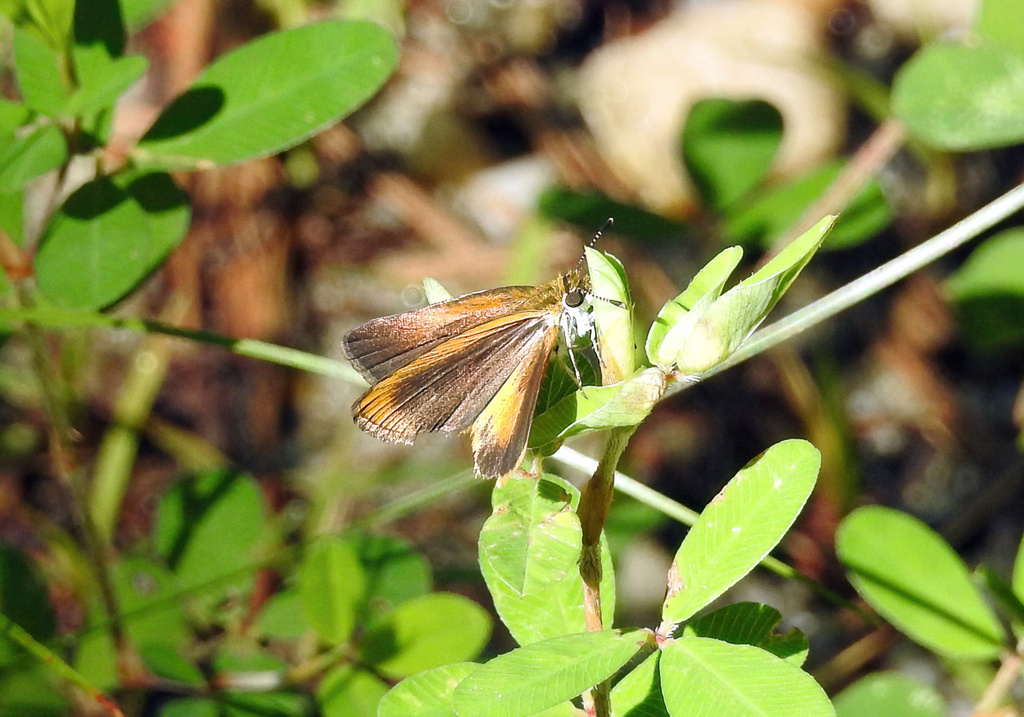 Least Skipper from Caroline County, MD, USA on July 11, 2022 at 09:50 ...