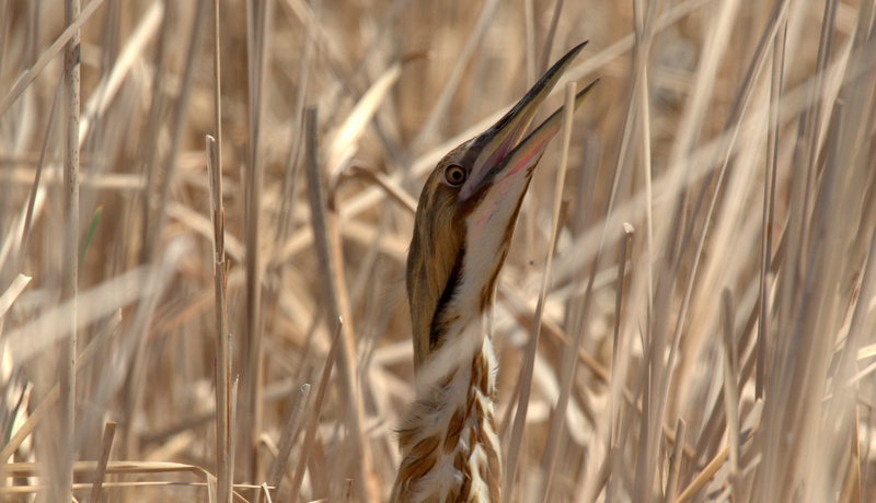American Bittern from Garden County, NE, USA on May 18, 2022 at 10:28 ...