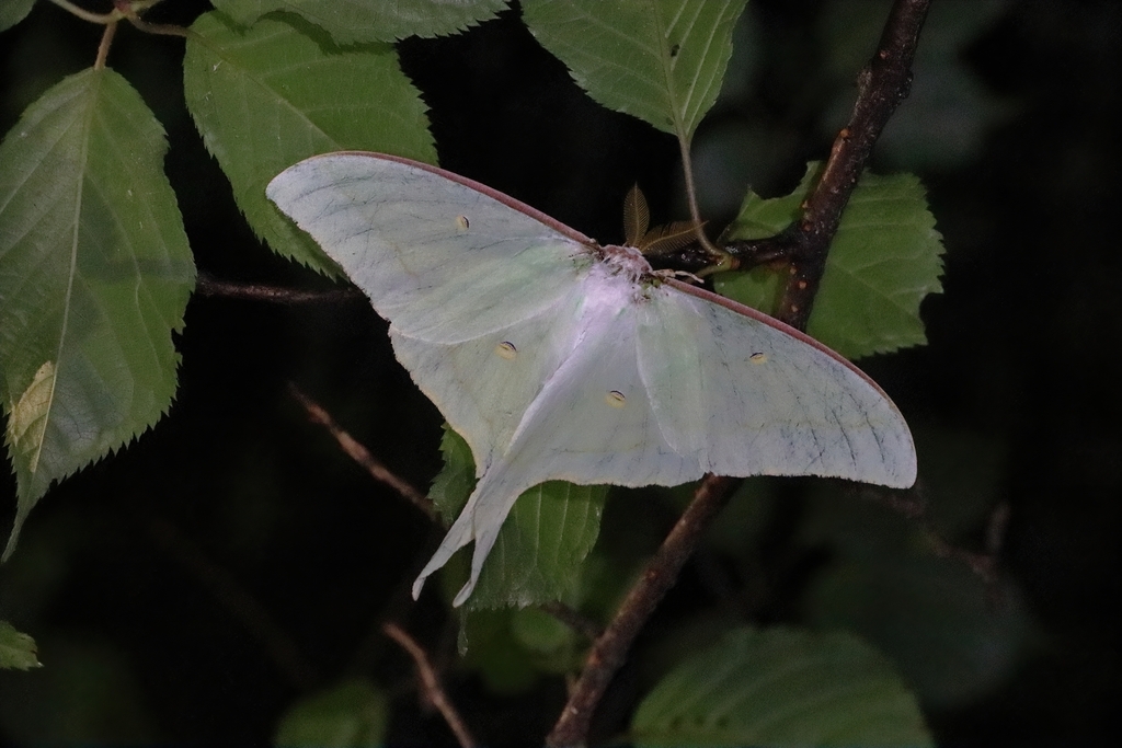 Moon Moths from 2(i)sunhwan-ro, Sangdang-gu, Cheongju-si ...