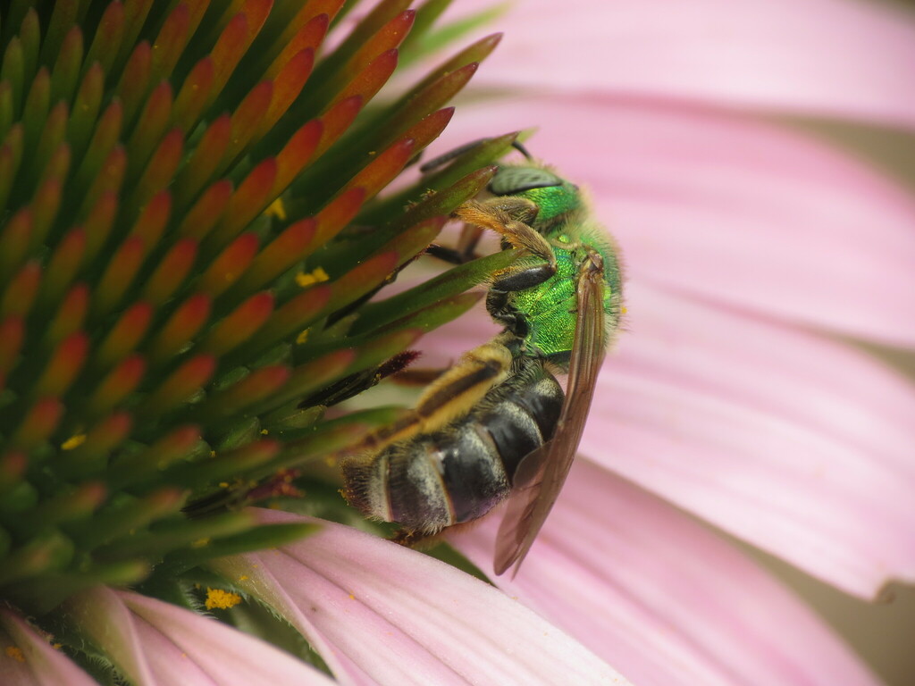 Bicolored Striped Sweat Bee from Rockford, IL, USA on July 16, 2022 at ...