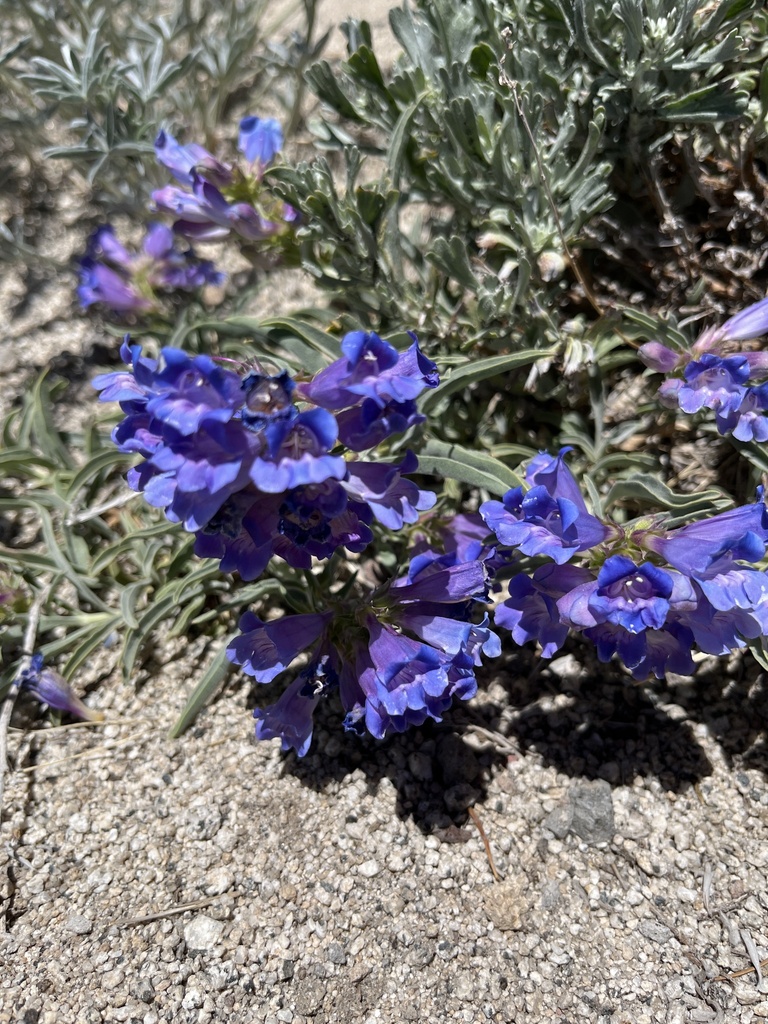 Royal Penstemon from Humboldt-Toiyabe National Forest, Incline Village ...