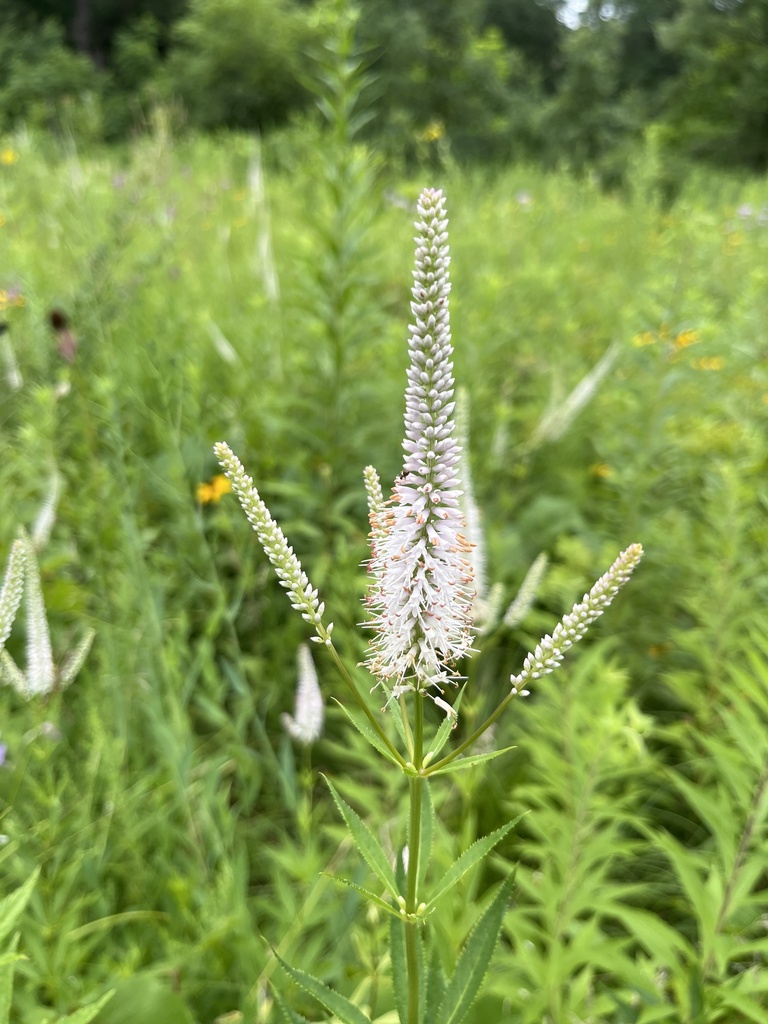 Culver's root from Spencer Conservation Area, Belvidere, IL, US on July ...