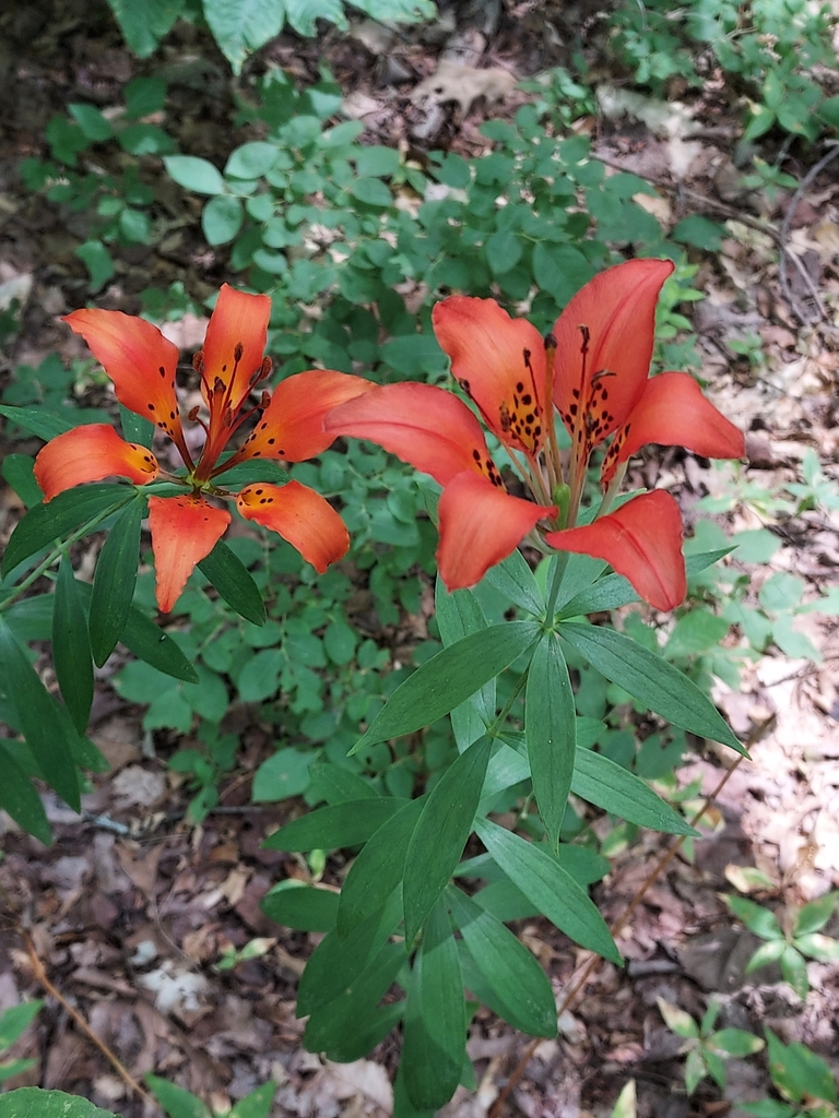 Wood Lily from Newfield, NY, USA on July 16, 2022 at 11:05 AM by ...