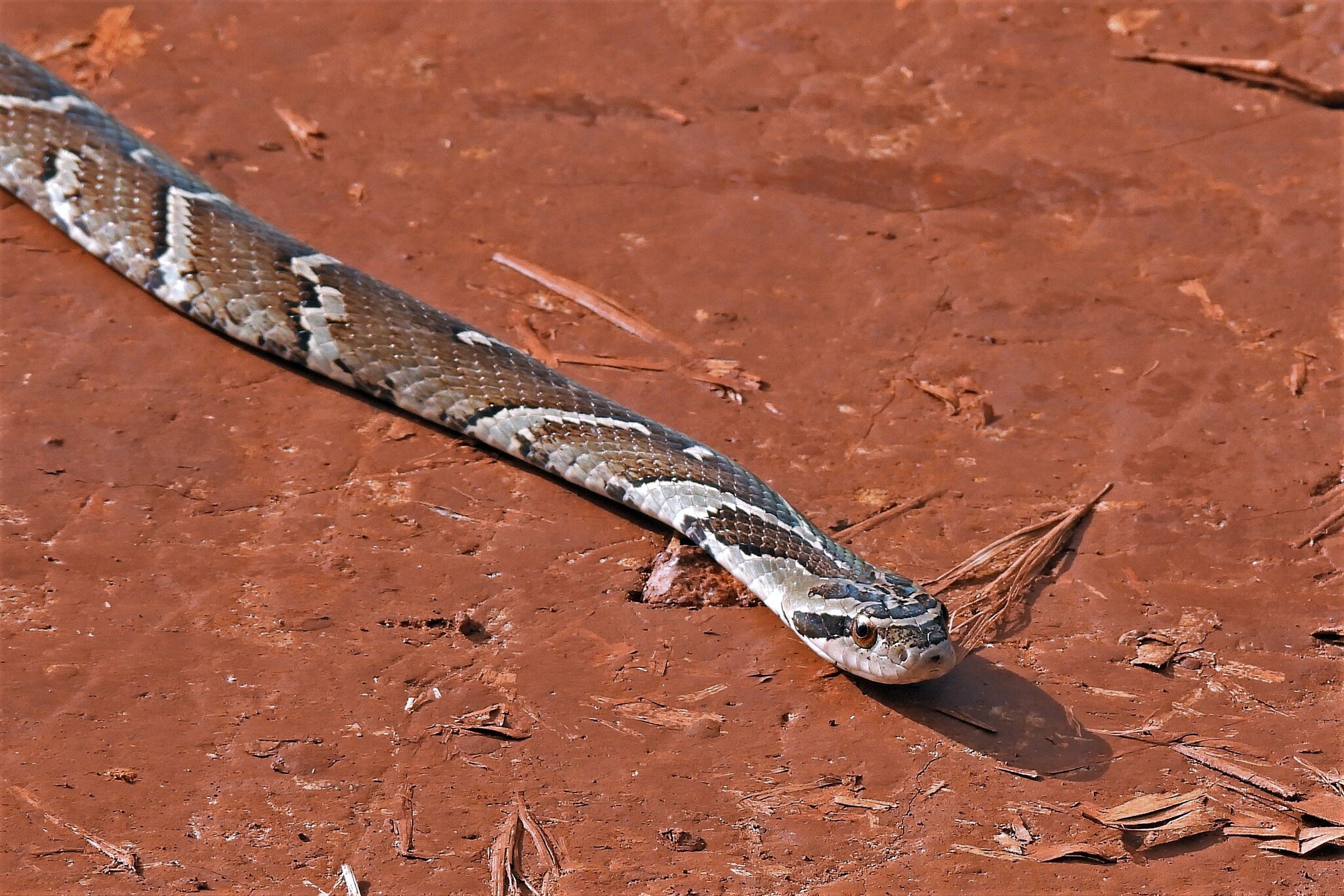 Xenodon neuwiedii Günther, 1863