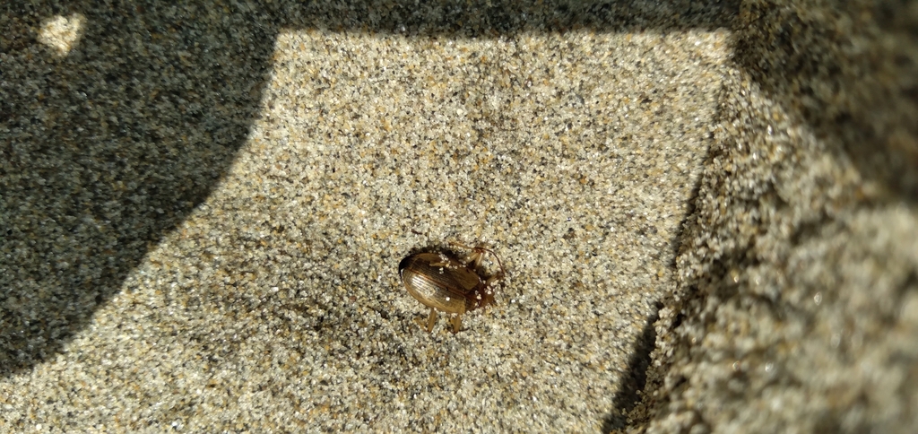 Nebria diversa from Ocean Park, WA 98640, USA on July 16, 2022 at 10:19 ...