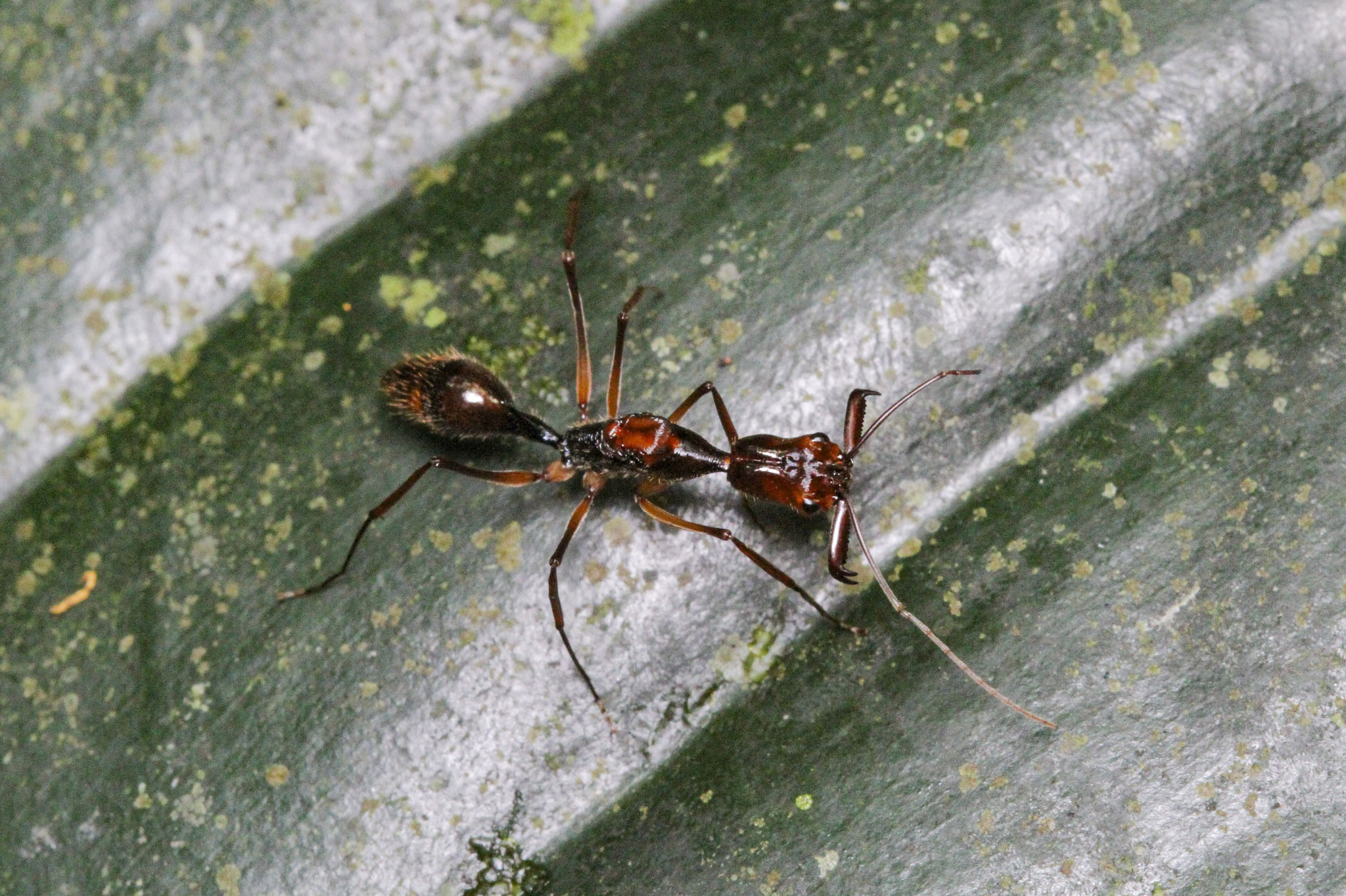 Odontomachus hastatus (Fabricius, 1804)