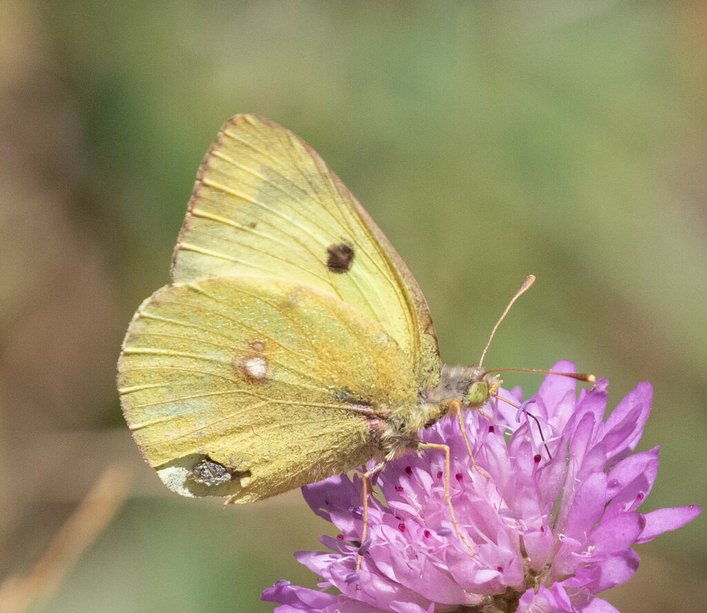 Berger's Clouded Yellow from Alpes-Maritimes, Provence-Alpes-Côte d ...