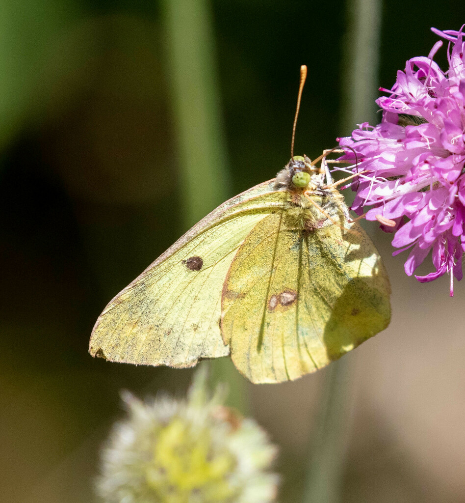 Berger's Clouded Yellow from Alpes-Maritimes, Provence-Alpes-Côte d ...