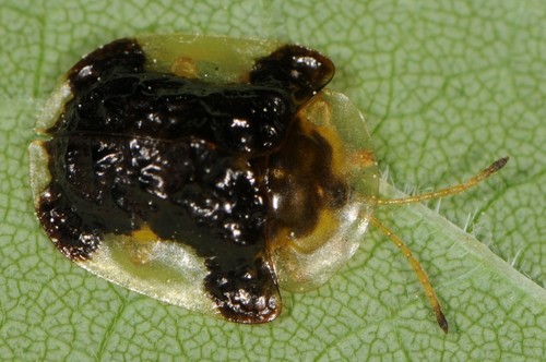Clavate Tortoise Beetle (Plagiometriona clavata) · iNaturalist