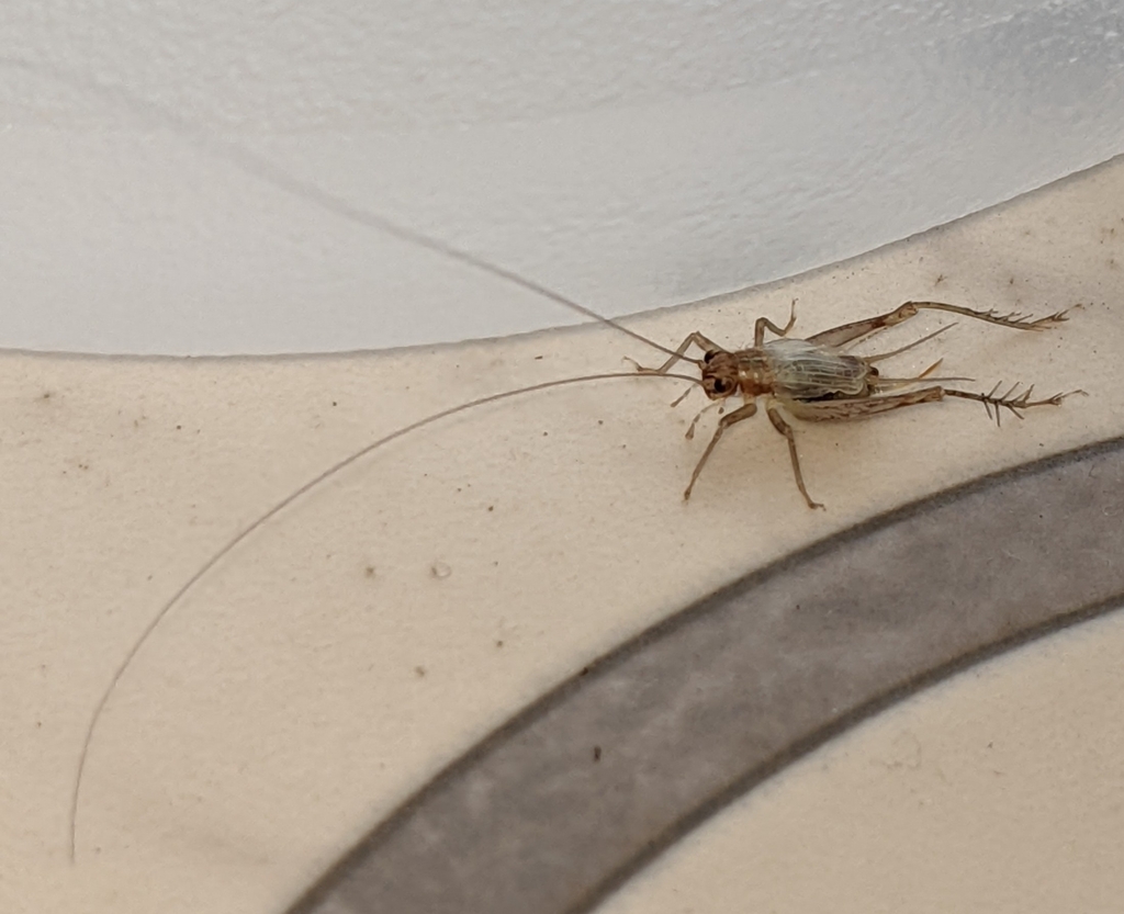 Trigs and Sword-tailed Crickets from Belville, NC 28451, USA on July 16 ...