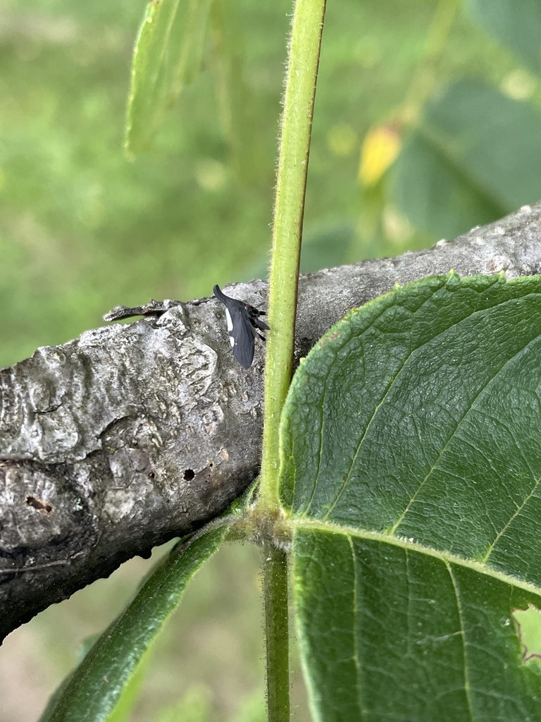 Two-marked Treehopper from South Strafford, VT, US on July 16, 2022 at ...