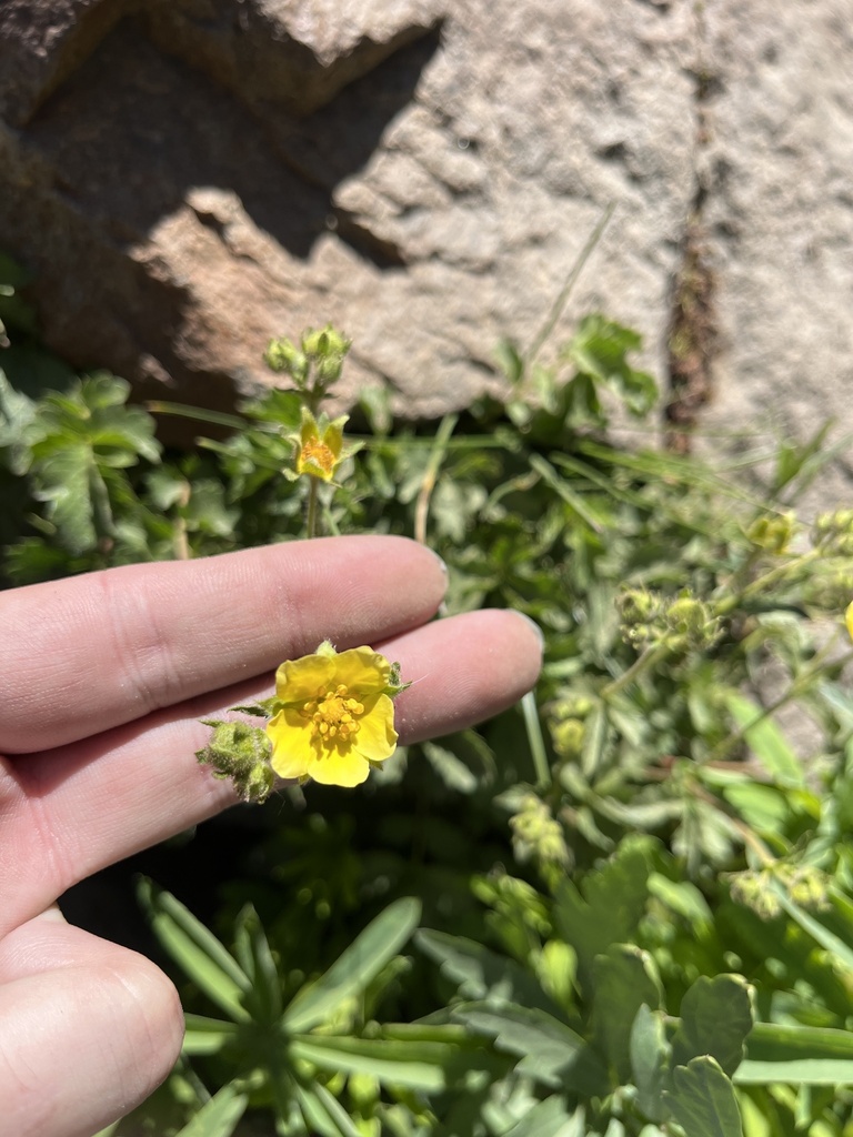 slender cinquefoil from Humboldt-Toiyabe National Forest, Incline ...