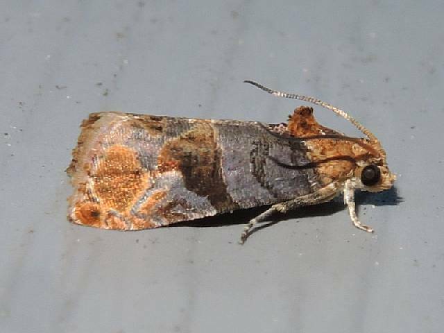 Tulip-tree Leaftier Moth in July 2022 by privatenoaccess. To my ...