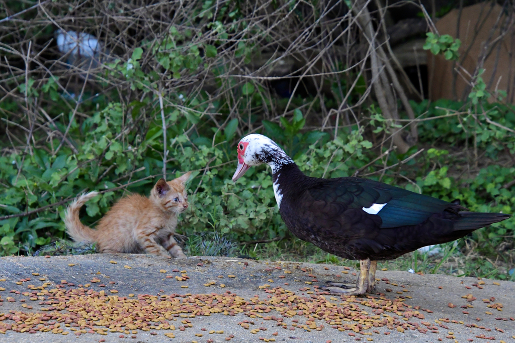 Domestic Muscovy Duck from Roosevelt Roads, Ceiba, Puerto Rico on July ...