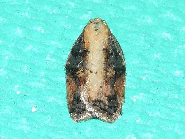 Robinson's Acleris Moth in July 2022 by privatenoaccess · iNaturalist