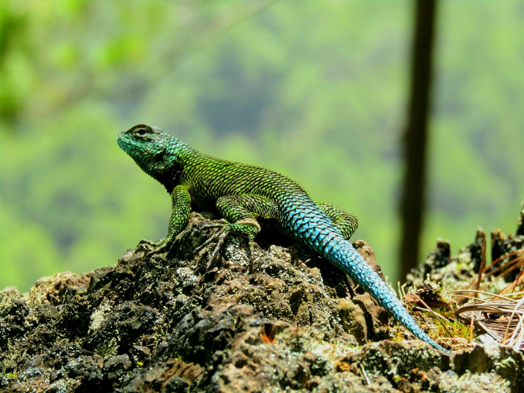 Honduran Emerald Spiny Lizard from San Marcos, Honduras on July 15 ...