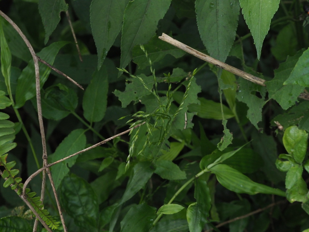 Ichnanthus pallens from Yulin, Taiwan, Taiwan on July 5, 2022 at 01:18 ...