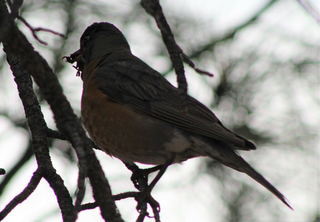 American Robin from Show Low, AZ 85901, USA on July 5, 2022 at 10:36 AM ...