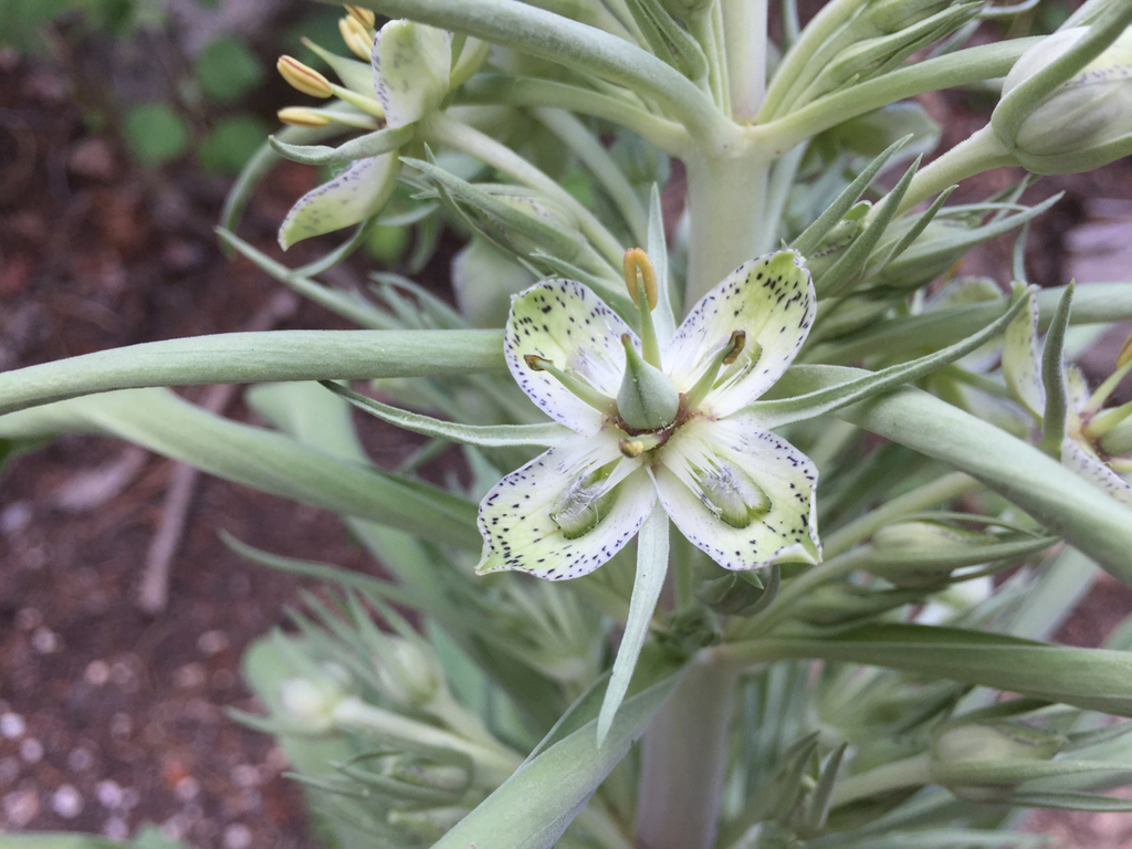 monument plant from Golden Gate Canyon State Park, Golden, CO, US on ...