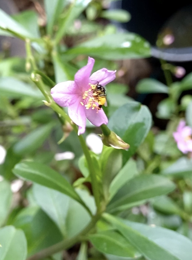 Pauper Slender-Stingless bee from St Joseph, Trinidad and Tobago on ...