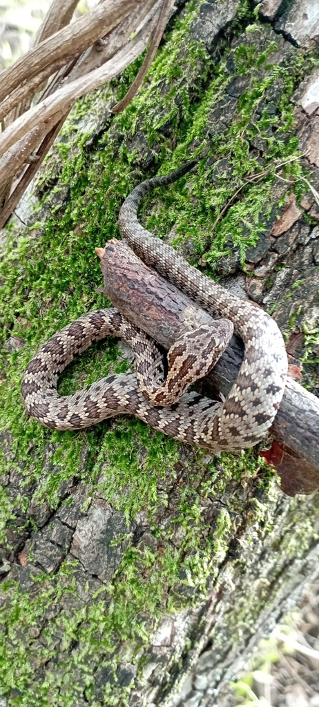 Sinaloan Long-tailed Rattlesnake in July 2022 by Mauro · iNaturalist