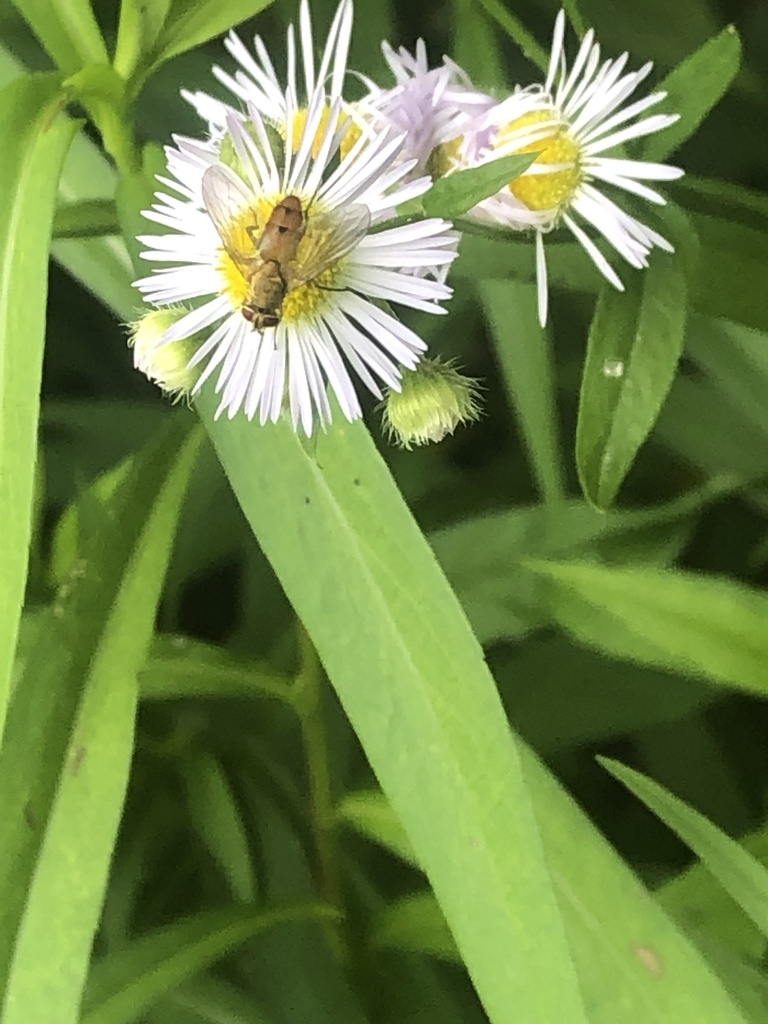 Calyptrate Flies from Green Mountain National Forest, Bennington, VT ...