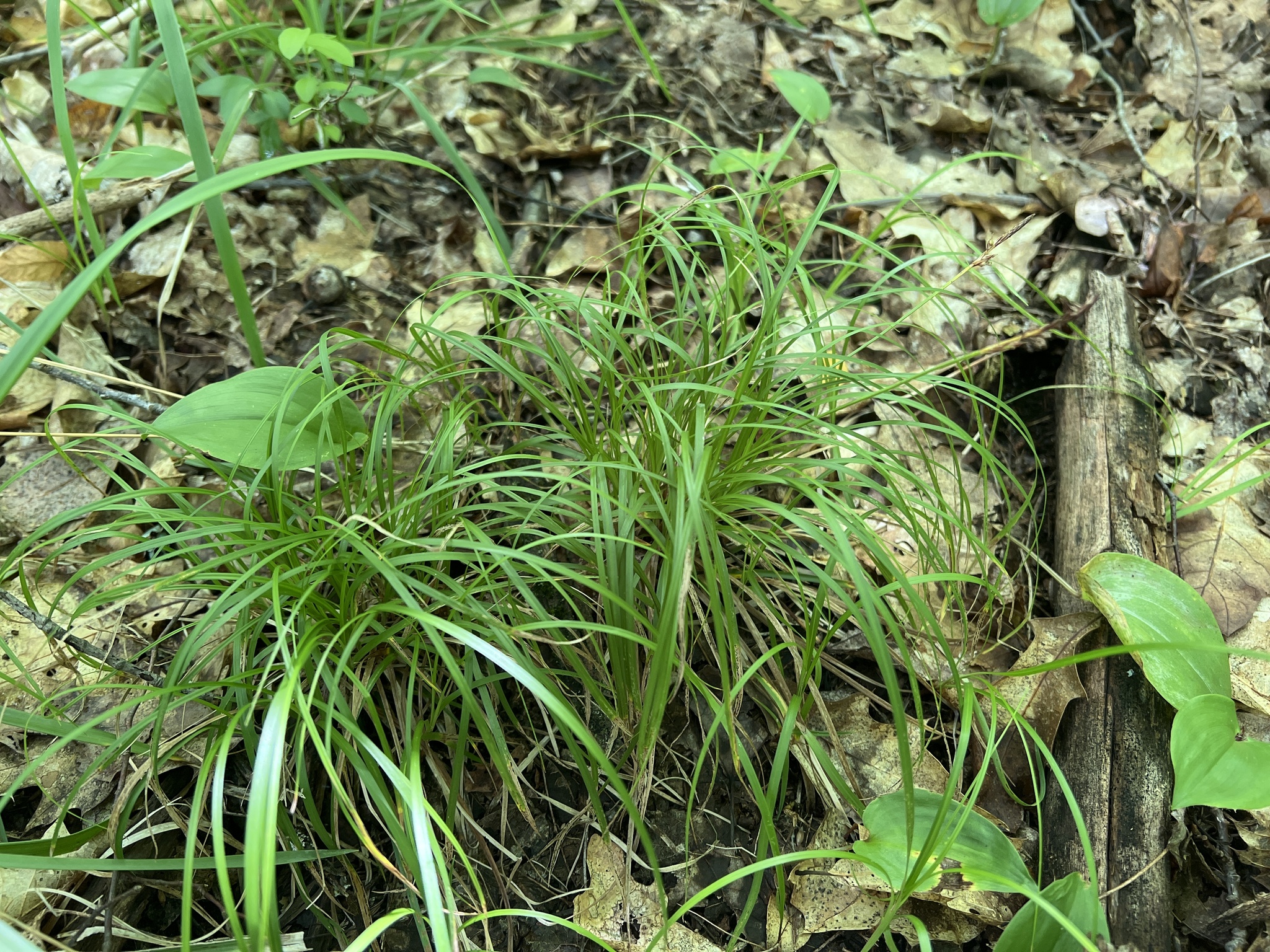 Carex lucorum Willd.