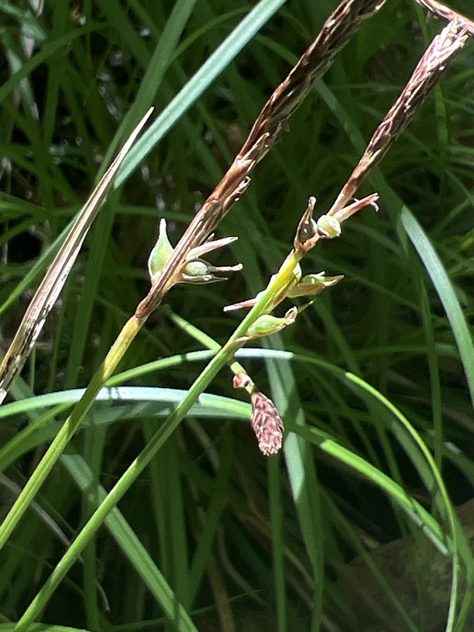 Carex lucorum Willd.