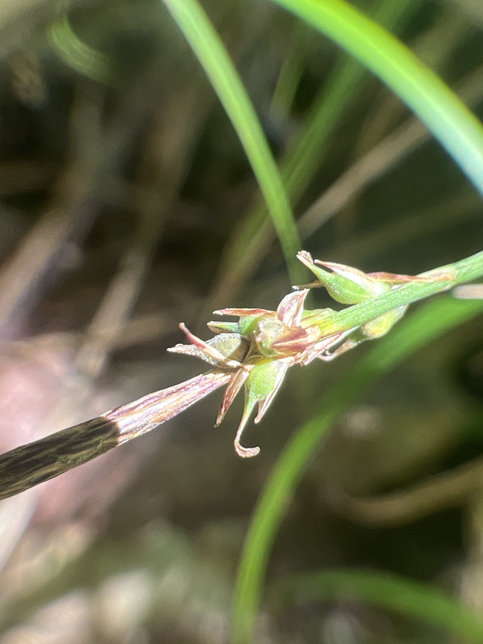 Carex lucorum Willd.