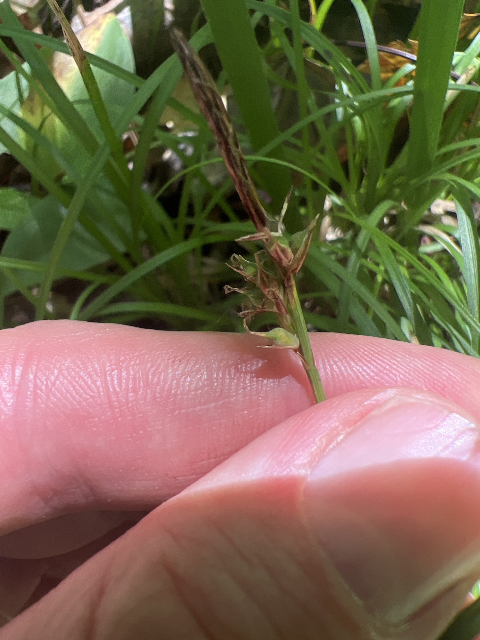 Carex lucorum Willd.