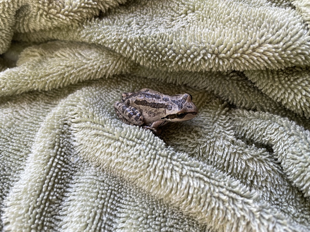 Northern Pacific Tree Frog from E Tower Mountain Ln, Spokane, WA, US on ...