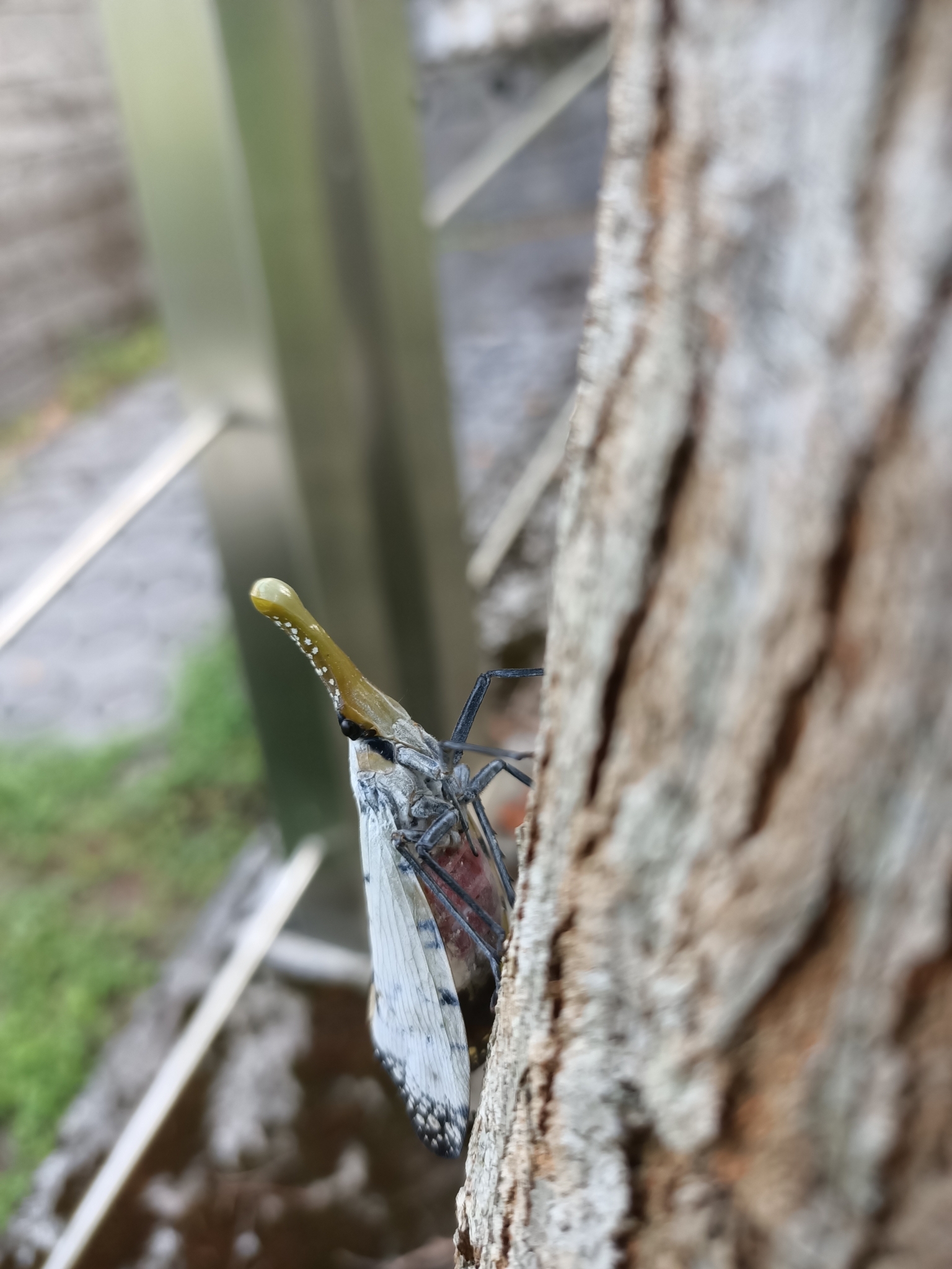 Pyrops watanabei (Matsumura, 1913)